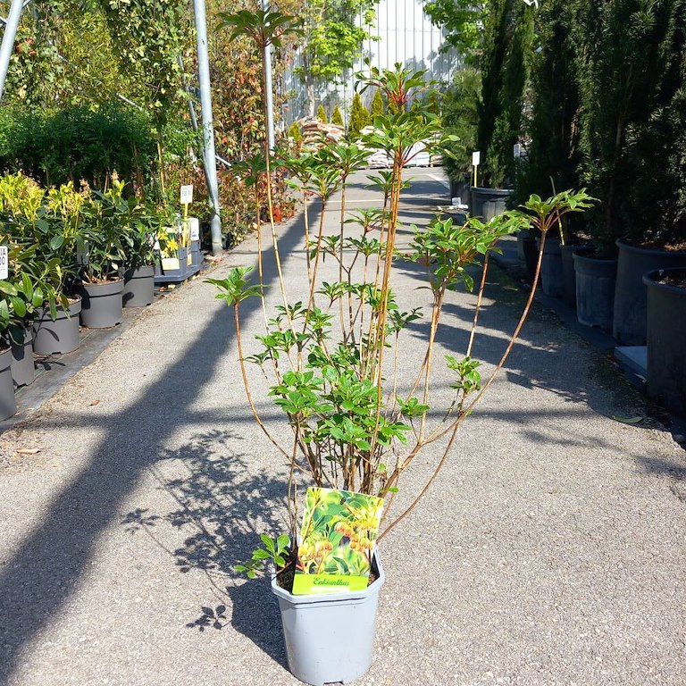 Enkianthus campanulatus 70 cm