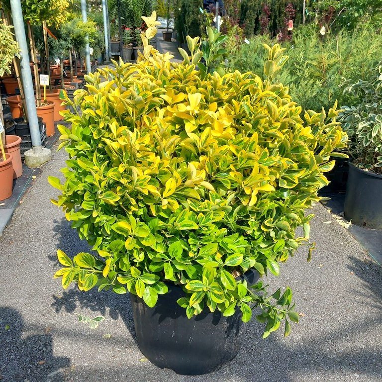 Euonymus elegantissima Aureus 60 -70 cm