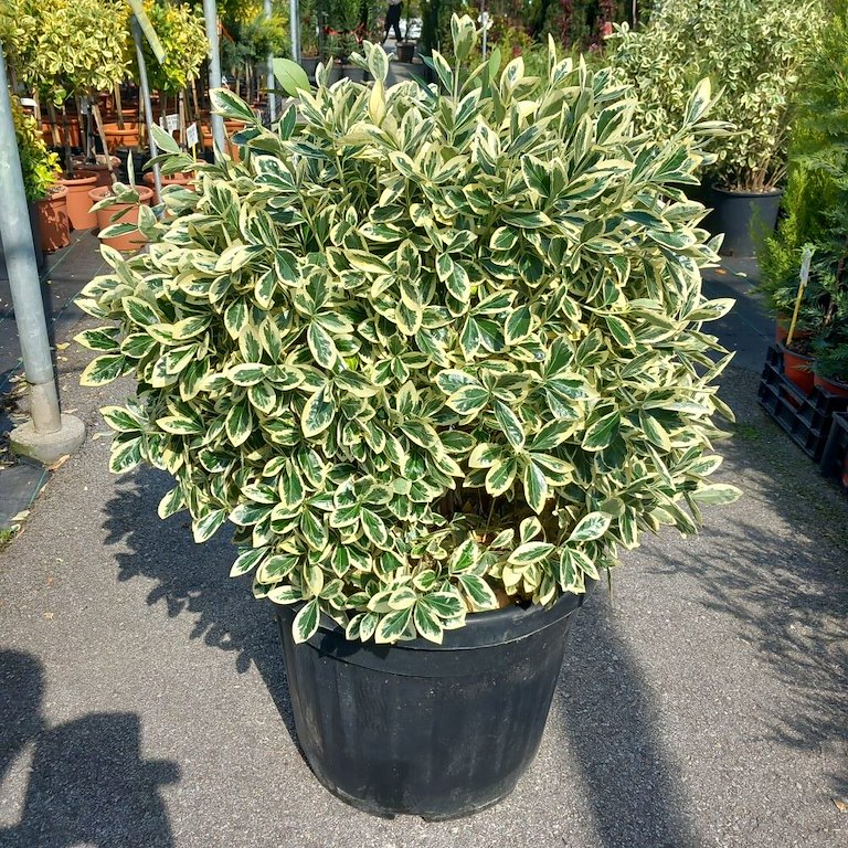 Euonymus japonicus Bravo 60 – 70 cm