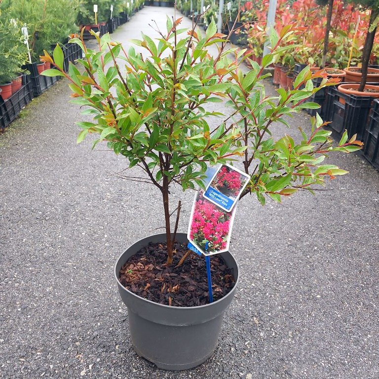 Lagerstroemia indica With Love Kiss 65 cm