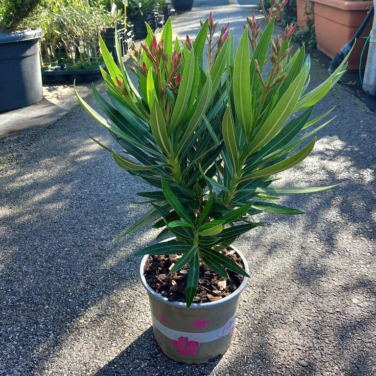Nerium oleander 50 cm