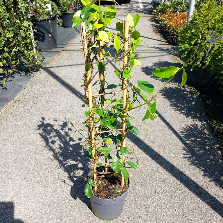 Trachelospermum jasminoides – Zvezdani jasmin 70 cm