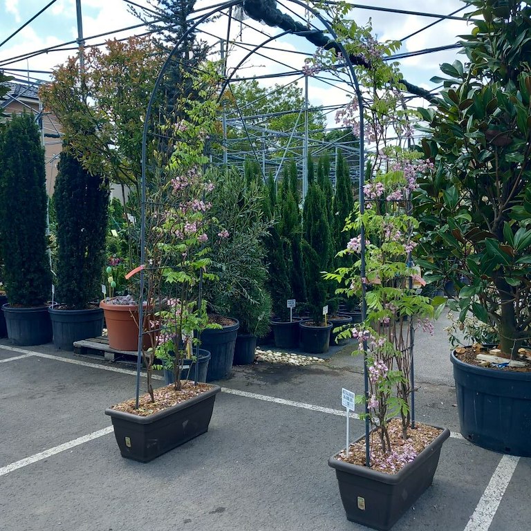 Wisteria brachybotrys Yokahama Fuji 200/250 cm