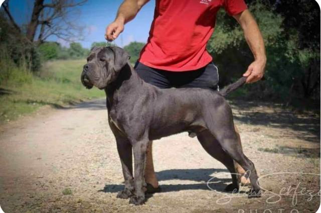 Cane Corso štenci