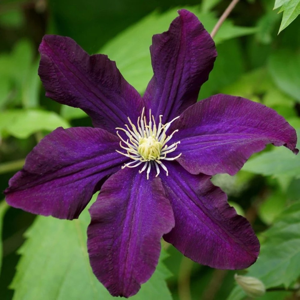 Clematis Romantika 75 cm