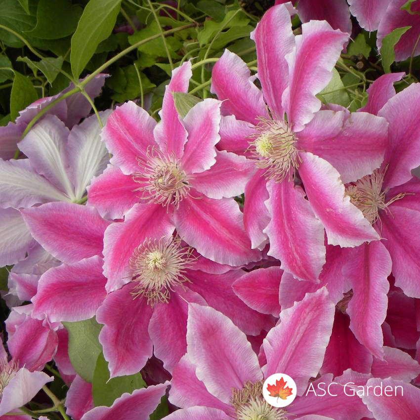 Clematis Dr.Ruppel 75 cm