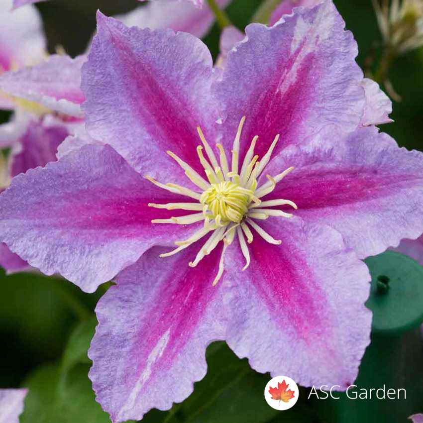 Clematis Piilu 75 cm