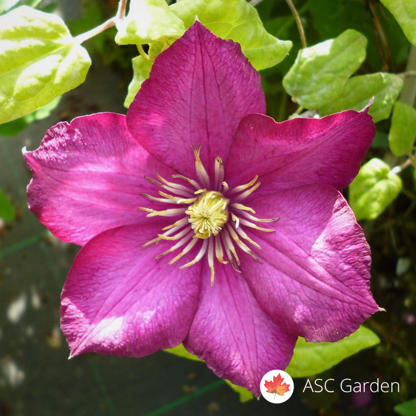 Clematis Ville de Lyon 75 cm