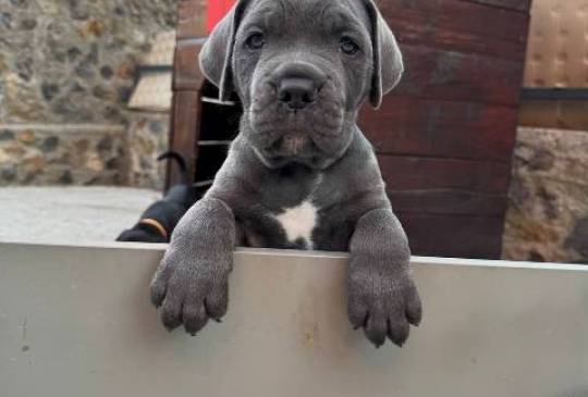 Cane Corso štenci