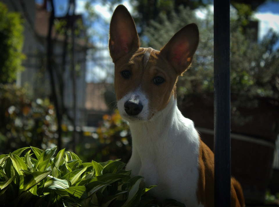 Basenji štenci, oštenjeni 12.11.2023. Dostupne dve ženke