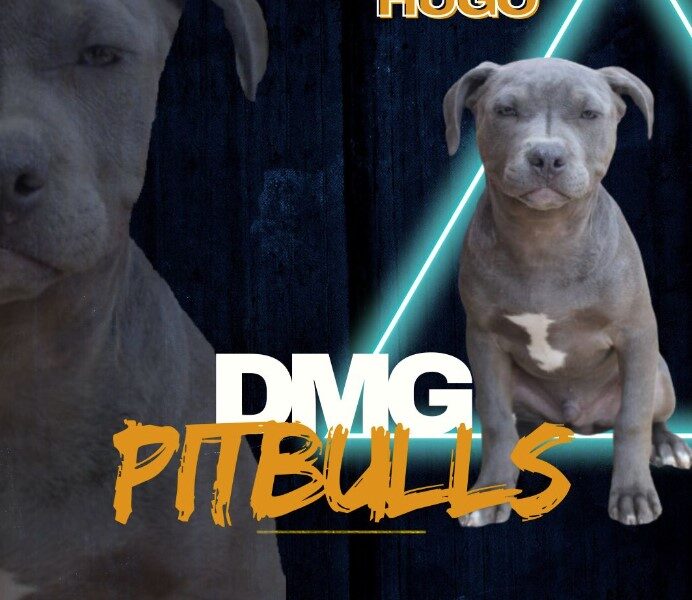 Pitbull prelepi štenci