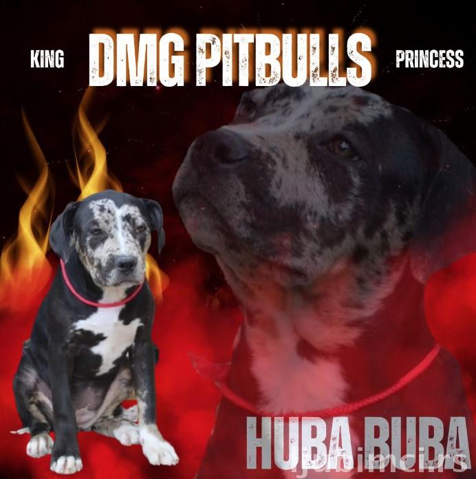 Pitbull prelepi štenci