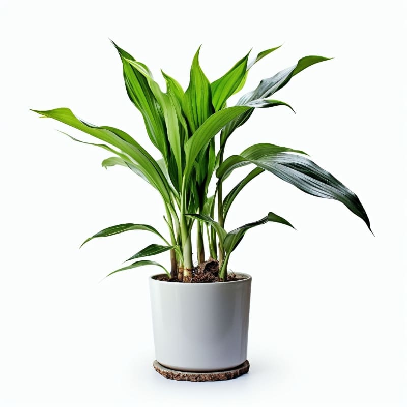 Aspidistra