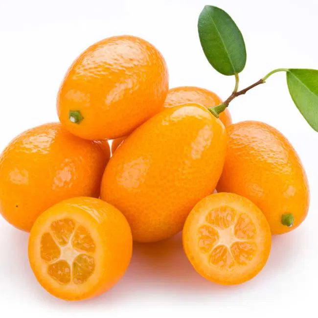 Citrus fortunela (Kumquat)