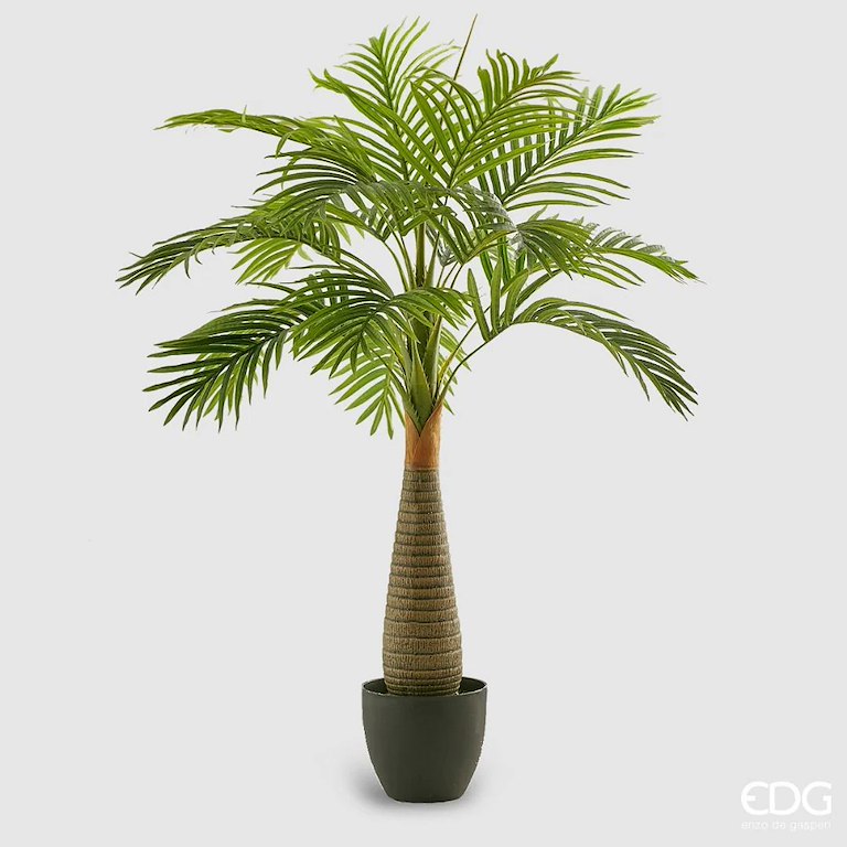 Palma Areca Chic u saksiji h120