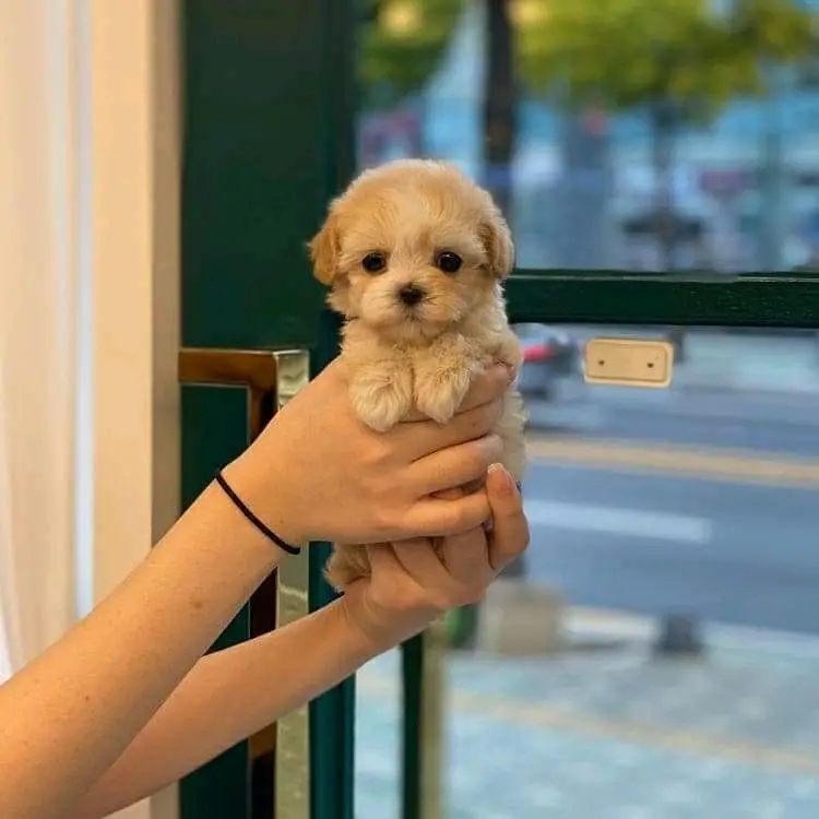 Nevjerovatni muški i ženski štenci MALTIPOO za udomljavljanje