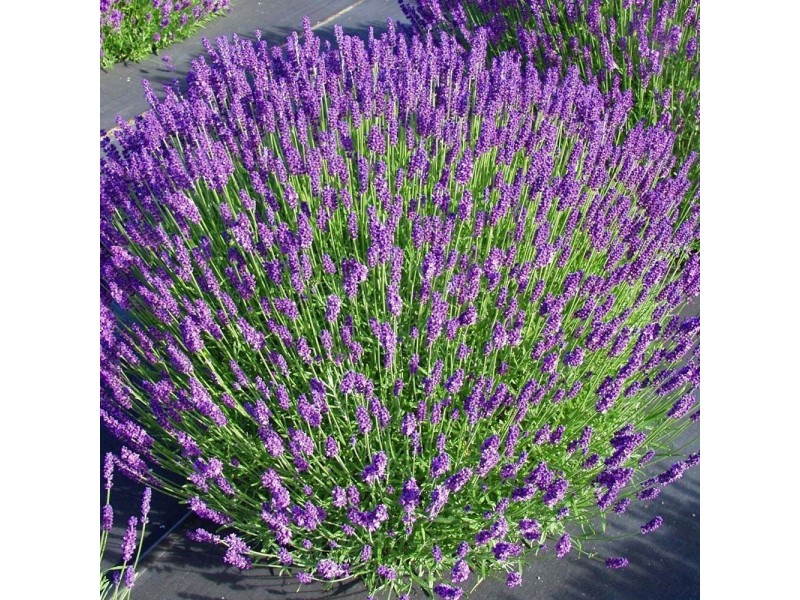 LAVANDA