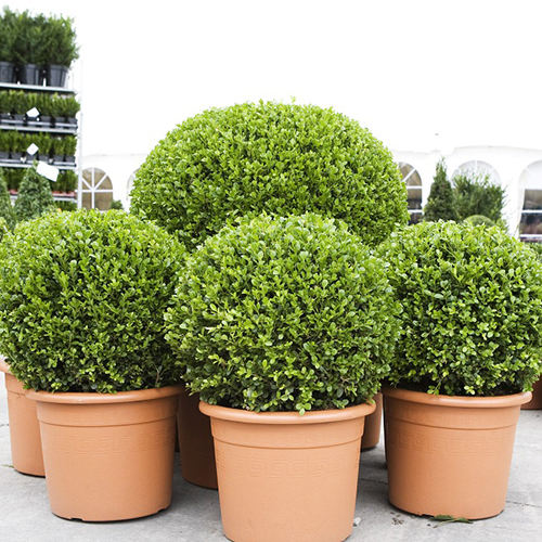 Buxus Sempervirens – Šimšir