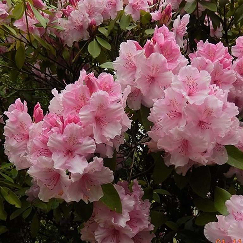 Rododendron Pink Pearl