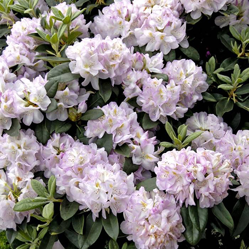 Rododendron Gomer Waterer
