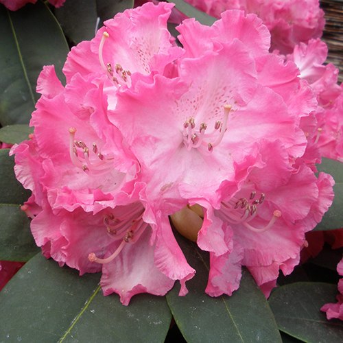 Rododendron Germania