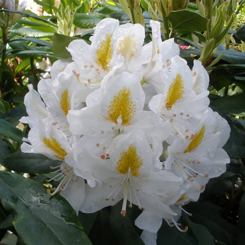 Rododendron Madame Masson