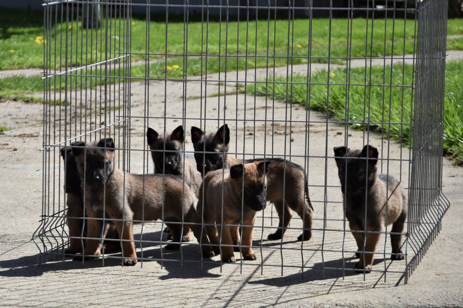 Belgijski Ovcar (Malinoa) Stenad Na Prodaju