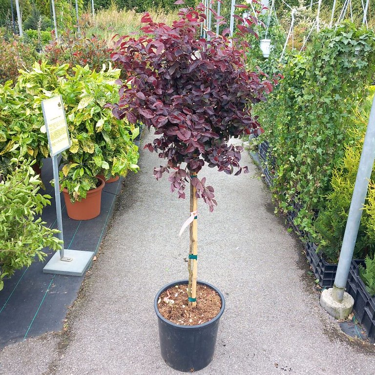 Loropetalum chinense Fede 150 cm – na štapu