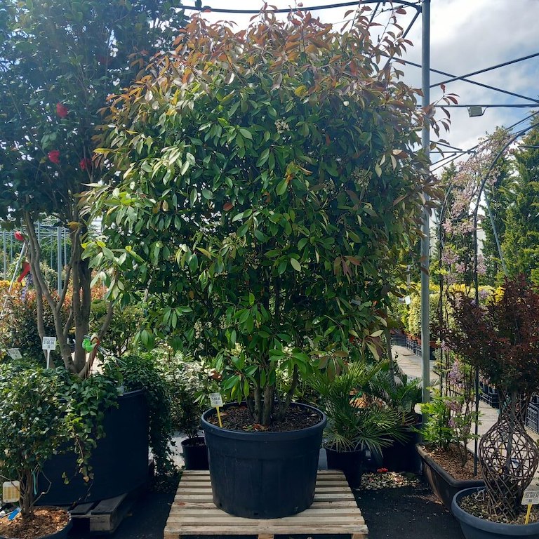 Photinia serrulata Red Robin 200 – 250 cm multiseam