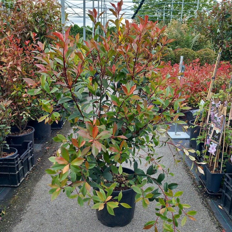 Photinia x fraseri Carre rouge 90 – 125 cm