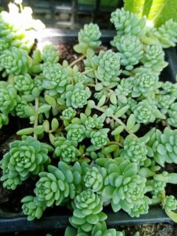 Sedum dasyphyllum Major