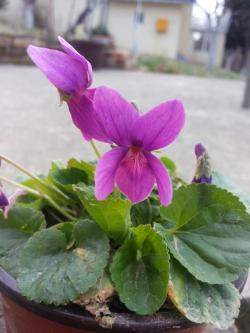Viola odorata-ljubičica pink