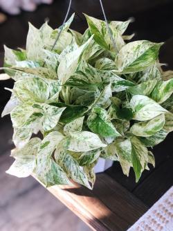 EPIPREMNUM Marble queen - lozica, manja