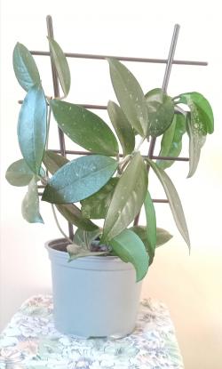 Hoya carnosa-velika biljka