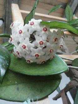 Hoya carnosa