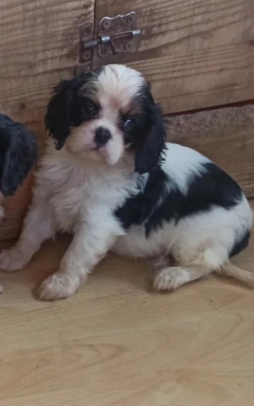 Cavalier King Charles Spaniel štenci