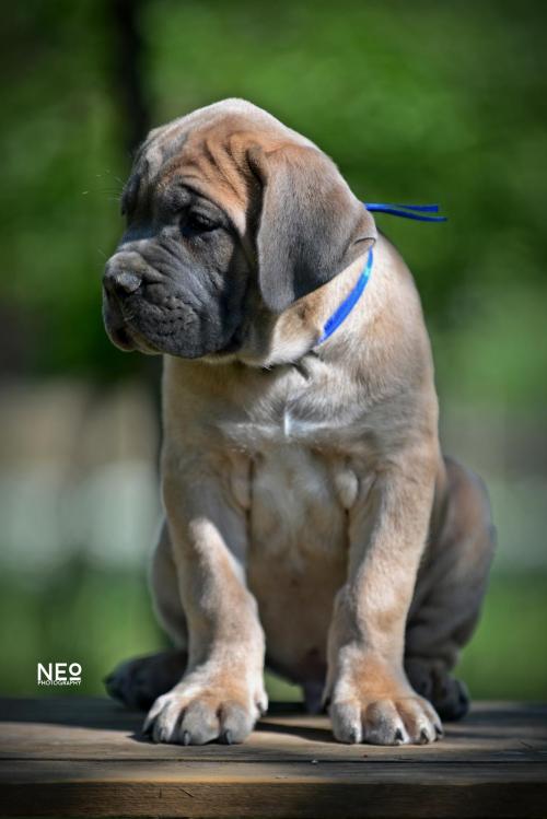 Cane Corso Kane Korso