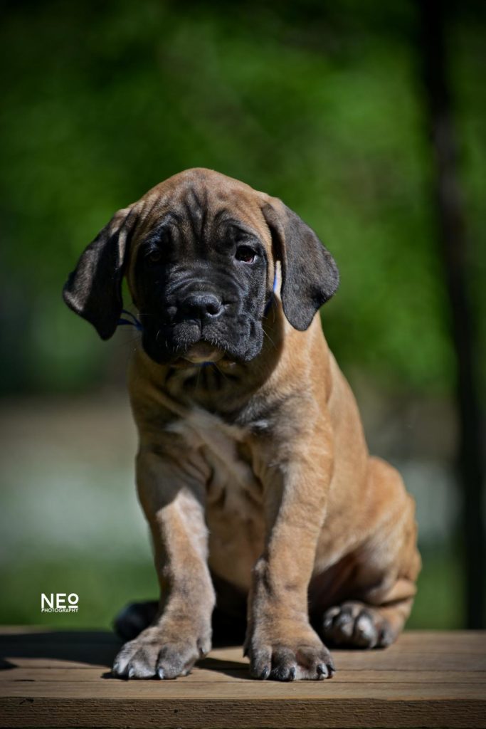 Cane Corso VRHUNSKI Štenci