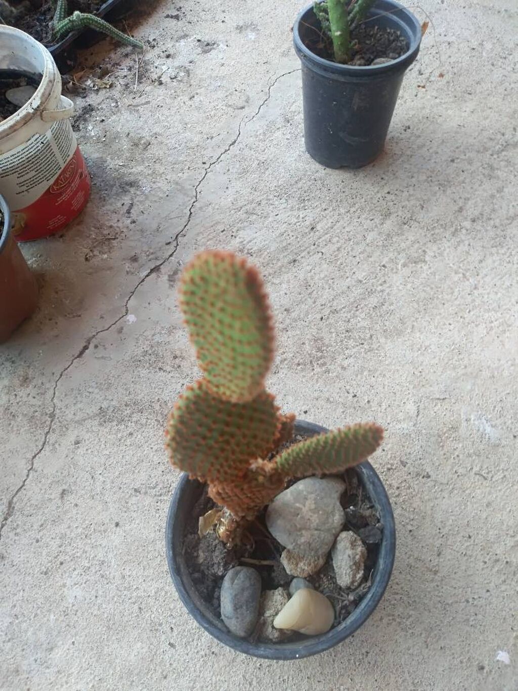 Kaktusi više vrsta dogovor