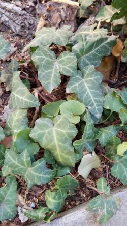 Hedera Helix-bršljan