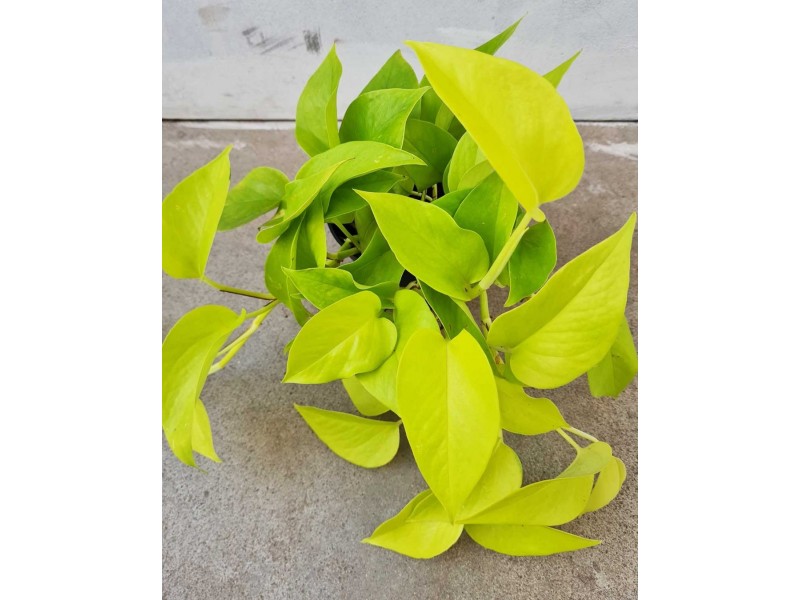 Epipremnum aureum (Neon Pothos)