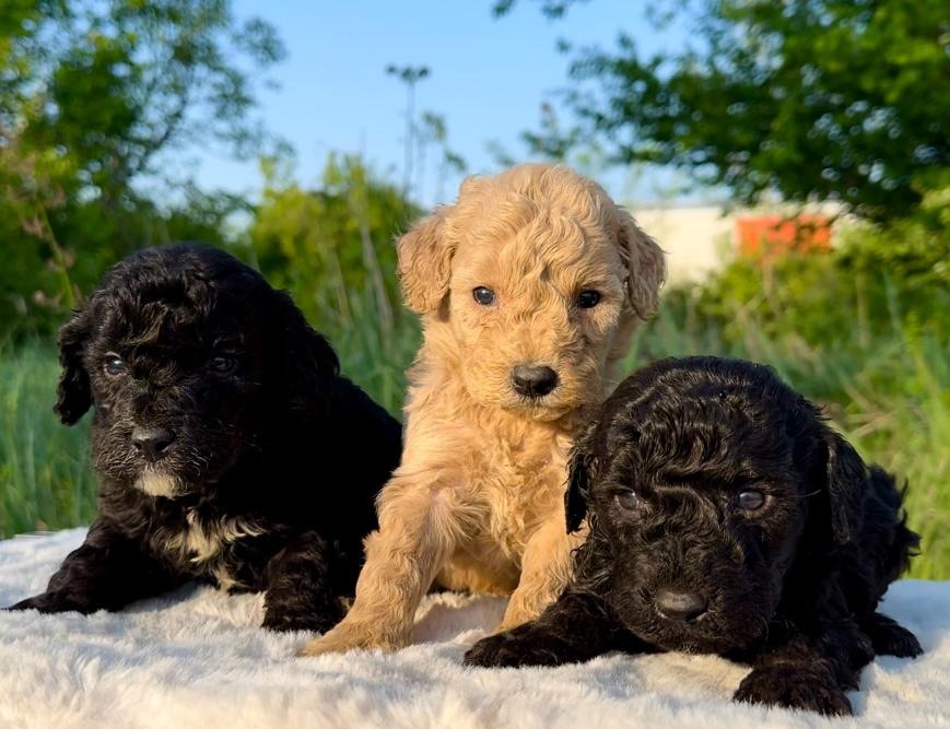 Labradoodle-labradudl (labrador + pudla)