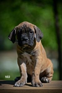 Cane Corso Kane Korso