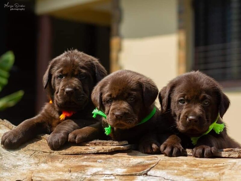 Labrador retriver štenci