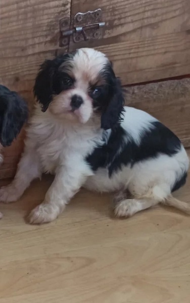 Cavalier King Charles Spaniel štenci