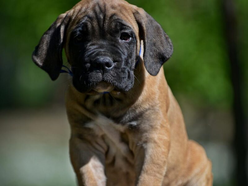 Cane Corso VRHUNSKI Štenci