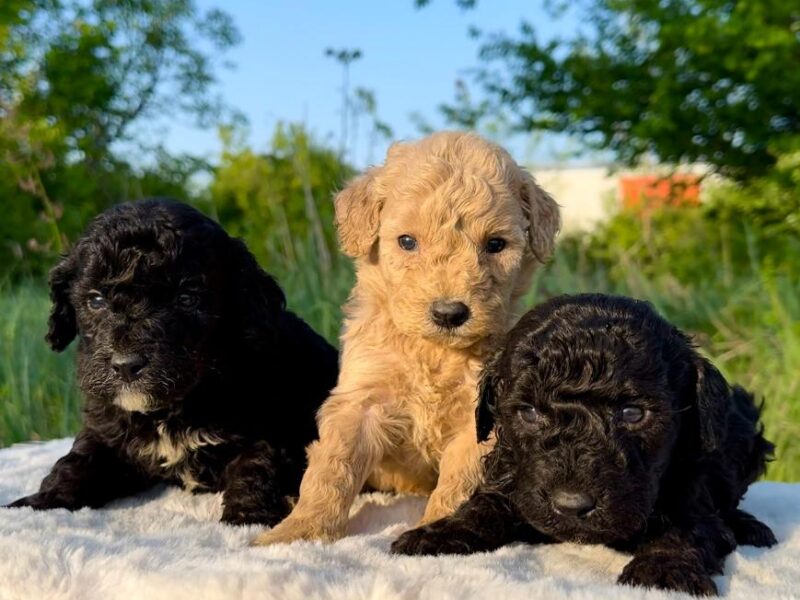 Labradoodle-labradudl (labrador + pudla)