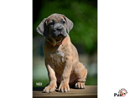 Cane Corso