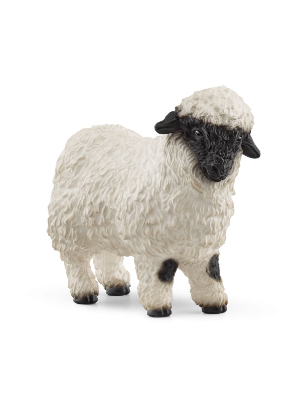 Crno bela ovca 13965