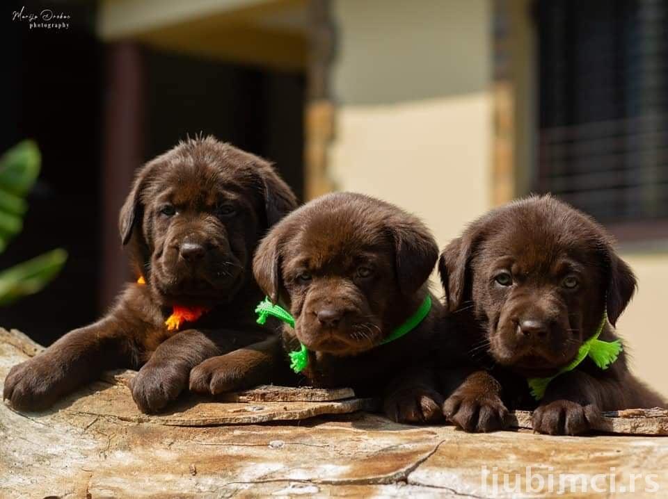 Labrador retriver štenci